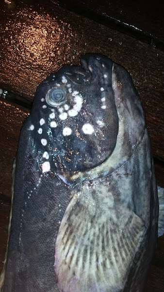 Prowfish | Project Noah