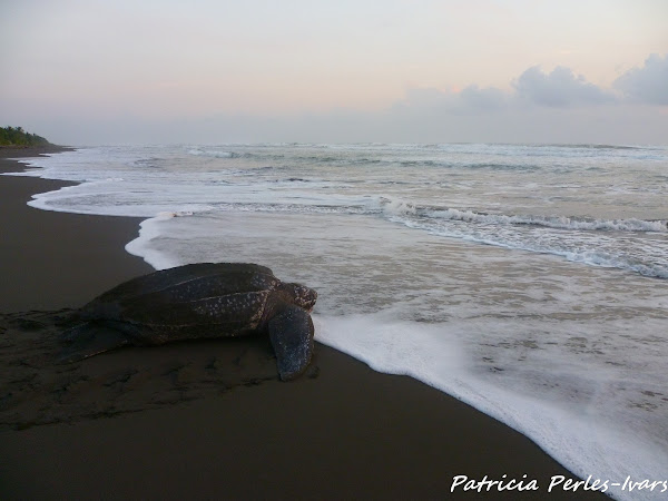 leatherback turtle, tortuga baula o laud | Project Noah