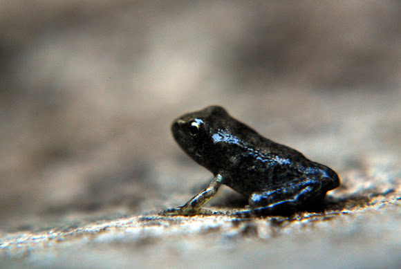Common toad (toadlet) | Project Noah
