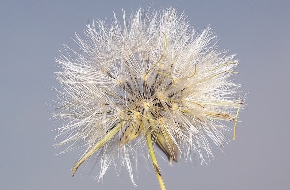 Papaloquelite | Project Noah