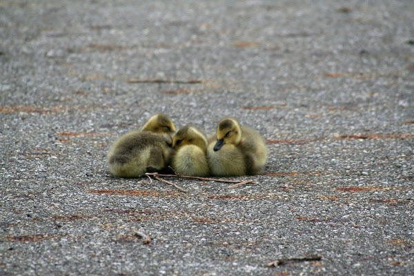 Canada Goose | Project Noah