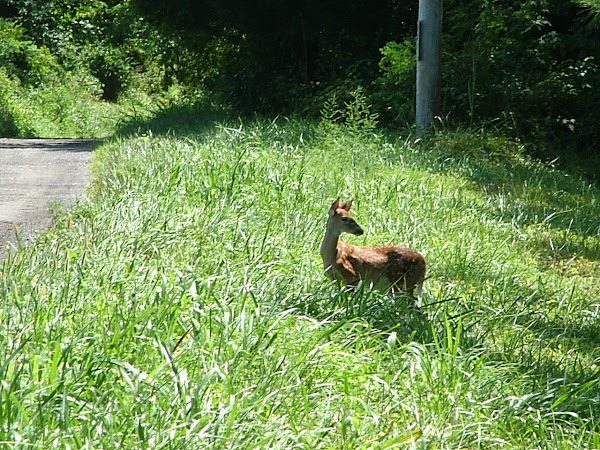 White-tailed deer | Project Noah