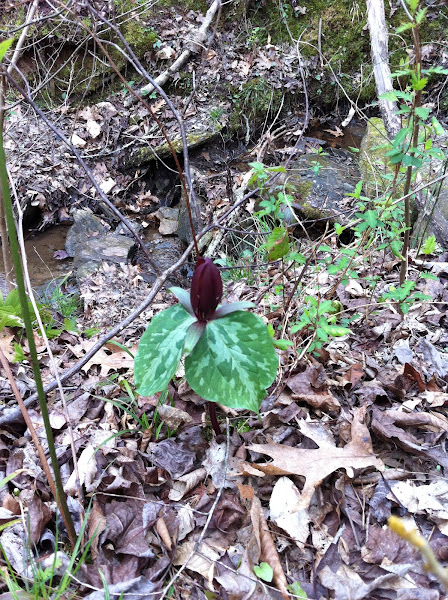 Sweet Betsy | Project Noah