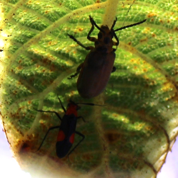 Red-spotted Mirid Bug vs Figleaf Beetle | Project Noah