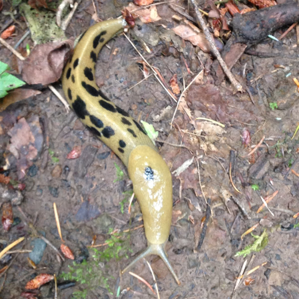 Banana Slug | Project Noah