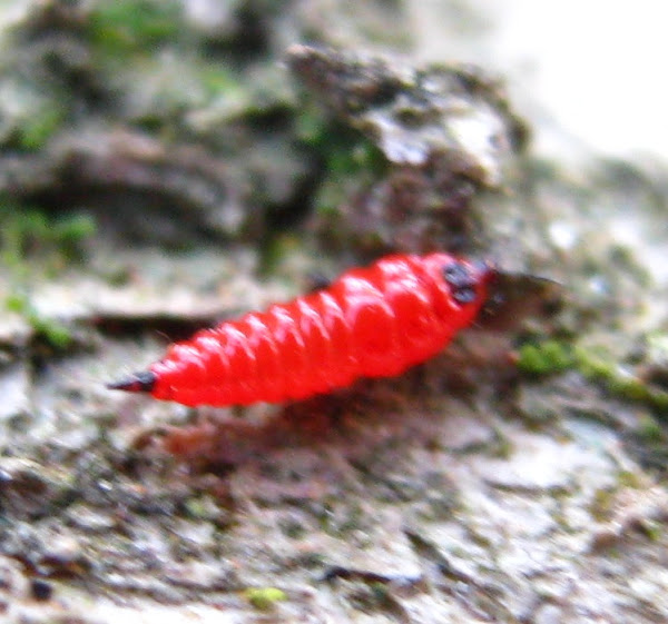 "Red Hot Chilli Larva" | Project Noah