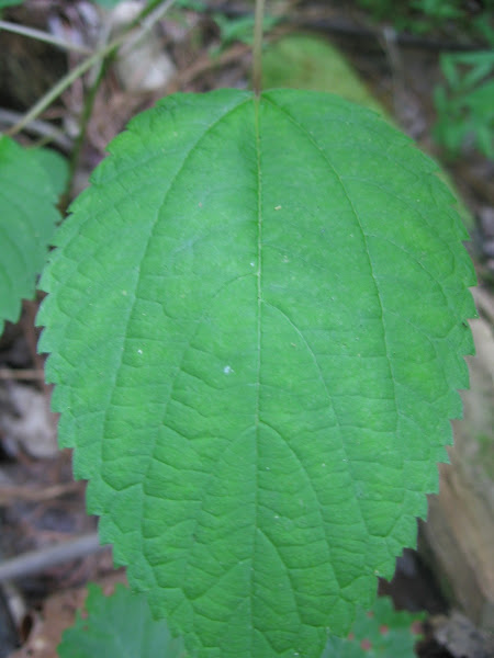 Wood Nettle | Project Noah