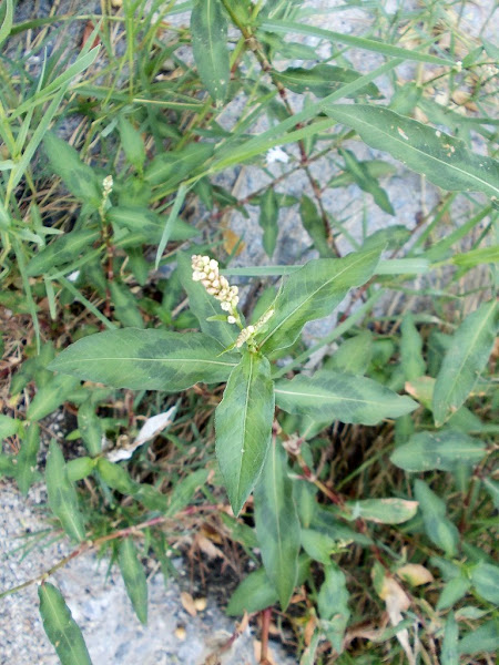 Pale persicaria | Project Noah