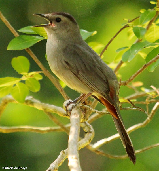 Gray catbird, parents tending fledgling | Project Noah