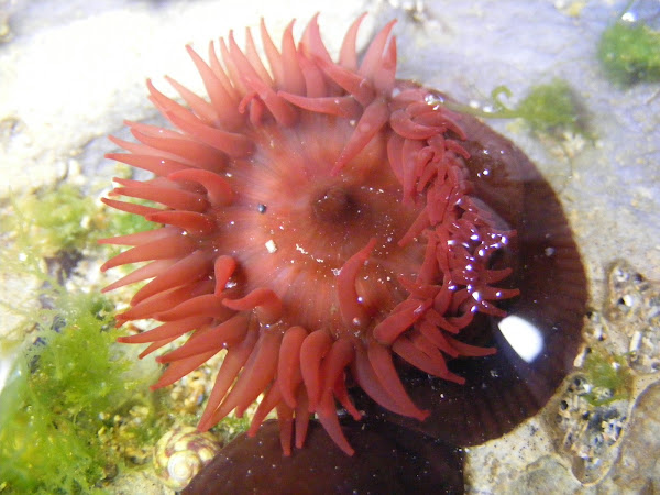 Morangos-do-Mar | Project Noah