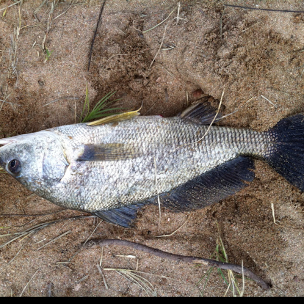 Gasper goo, fresh water drum | Project Noah