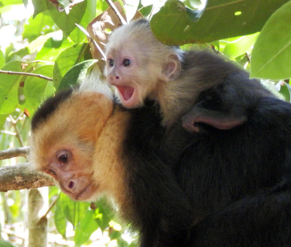 White-headed capuchin monkey | Project Noah