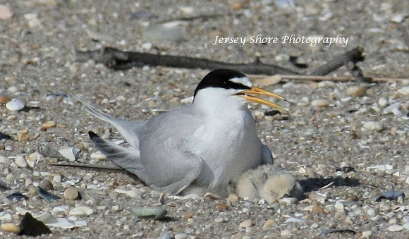 LEAST TERN | Project Noah