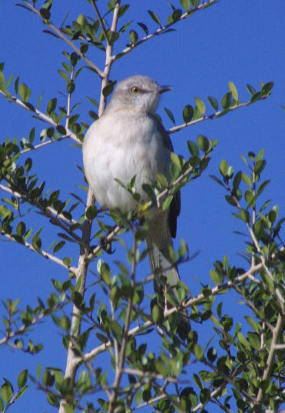 Northern Mockingbird | Project Noah