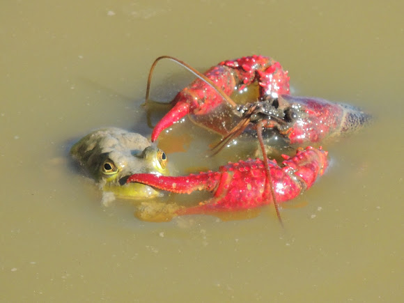 Red swamp crawfish | Project Noah