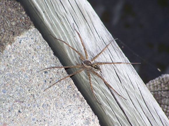 Dock Spider | Project Noah