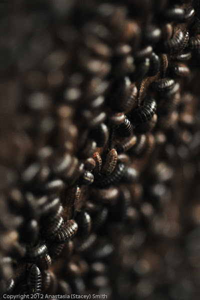 Pill Bugs | Project Noah