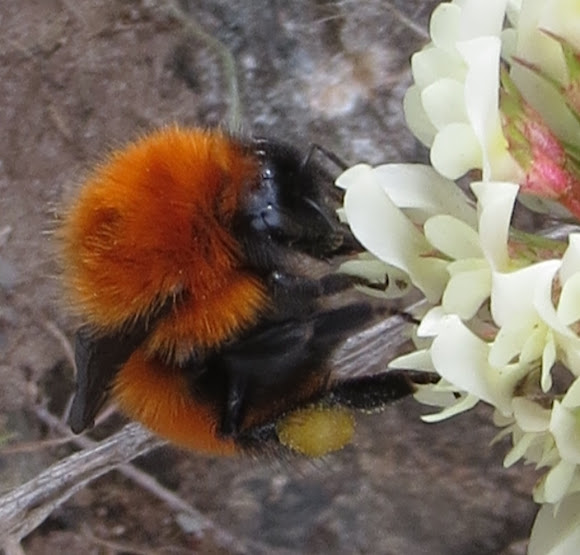 South American Bumblebee | Project Noah