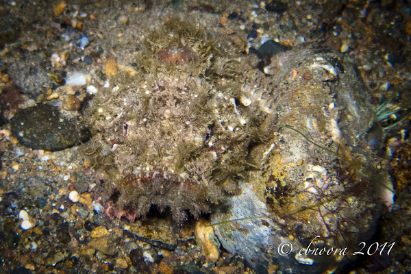 Reef Stonefish | Project Noah