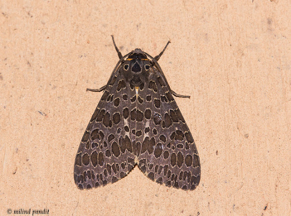 Arctiid moth | Project Noah