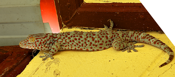 Tokay Gecko | Project Noah