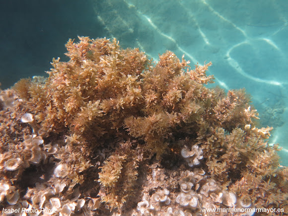 Sargazo | Project Noah