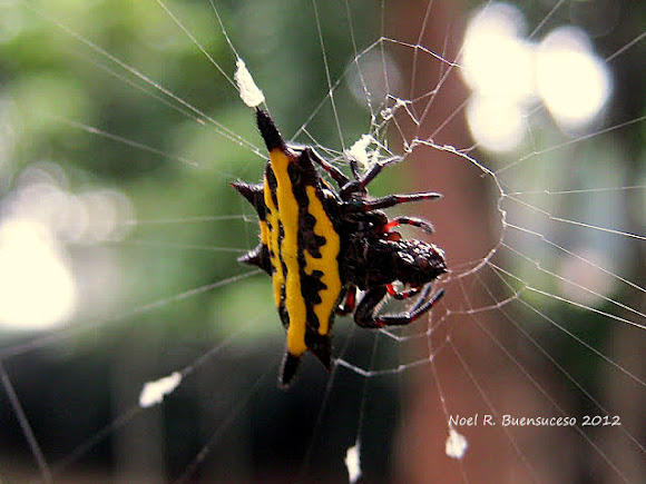 Spiny Orb-Weaver Spider | Project Noah