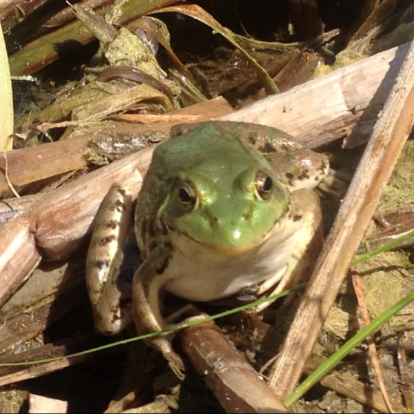 Northern Green Frog | Project Noah
