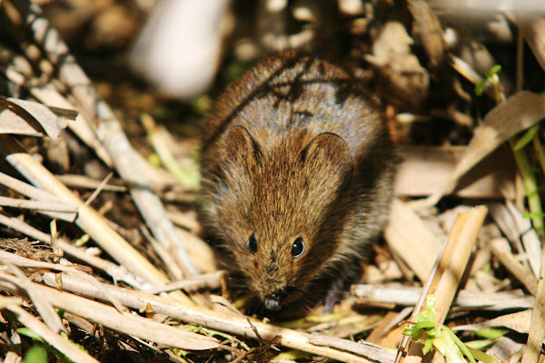 African Marsh Rat | Project Noah