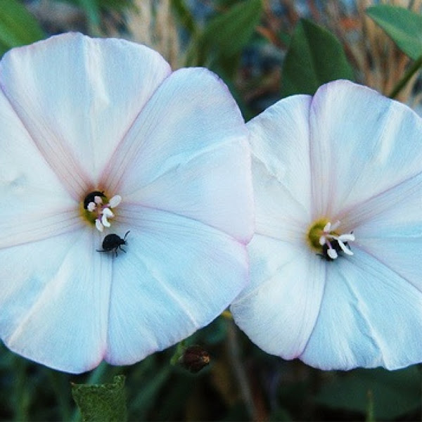 Plant | Project Noah