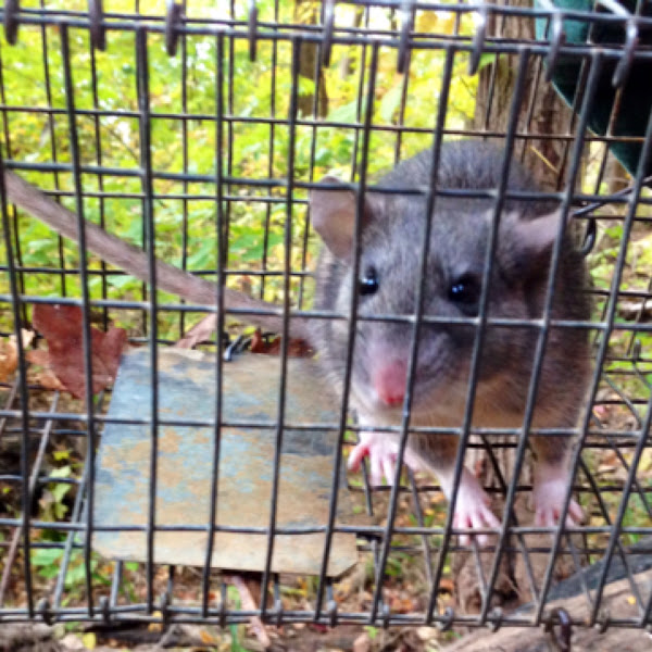 Allegheny Woodrat | Project Noah