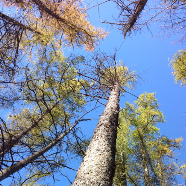 Pine tree | Project Noah