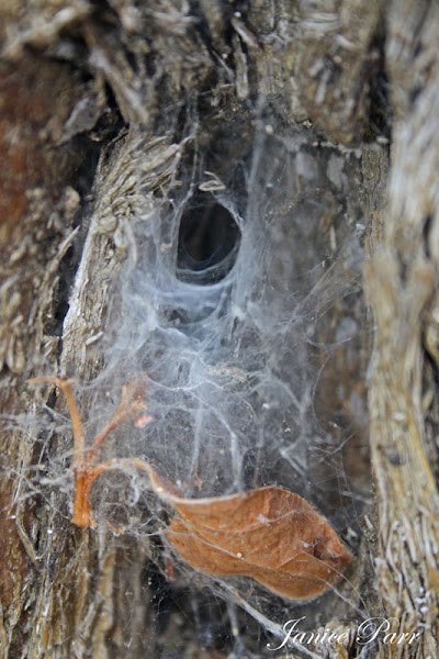 Crevice Weaver Spider Web | Project Noah