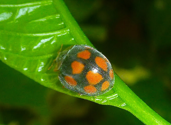 Phytophagous Ladybug | Project Noah