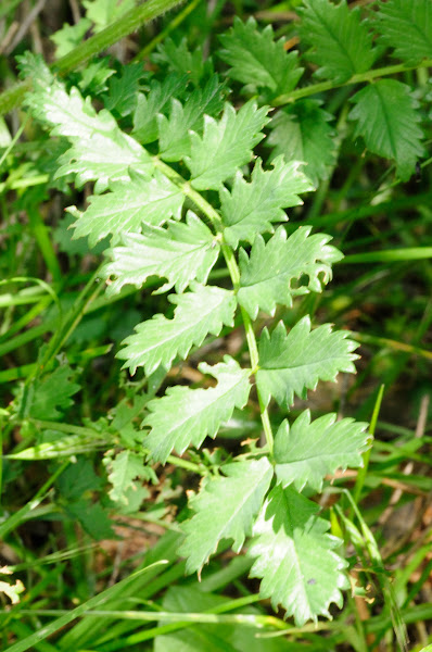 Salad burnet; Pimpinela menor | Project Noah