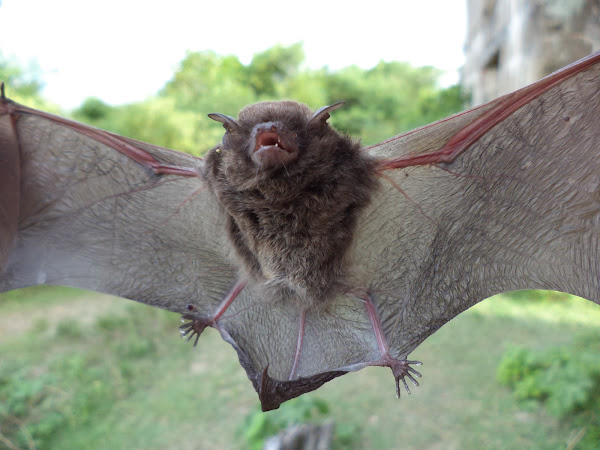 Vespertilionid bat | Project Noah
