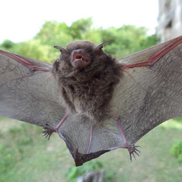 Ectoparasites in Bats in Chorrillo, Ambalema, Tolima, Colombia ...