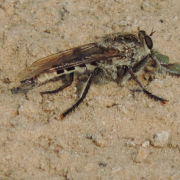 Giant Robber Fly | Project Noah