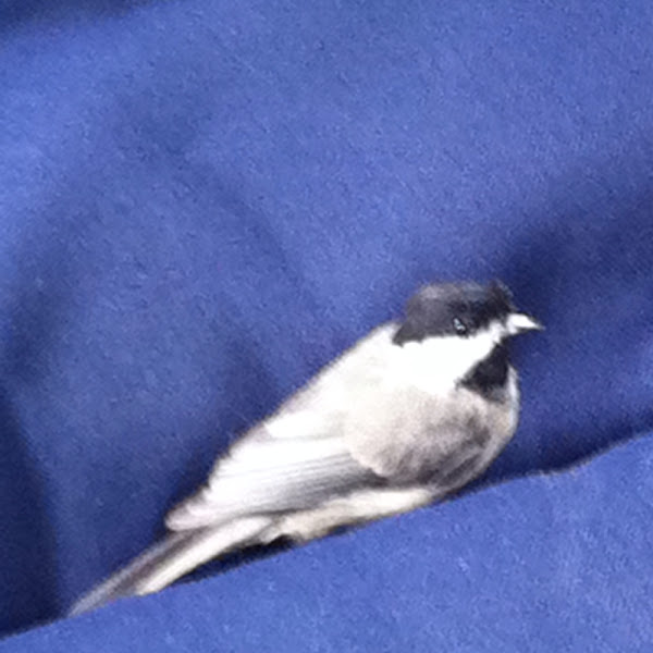 Black Capped Chickidee | Project Noah