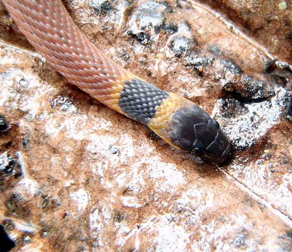 Red Coffee Snake | Project Noah