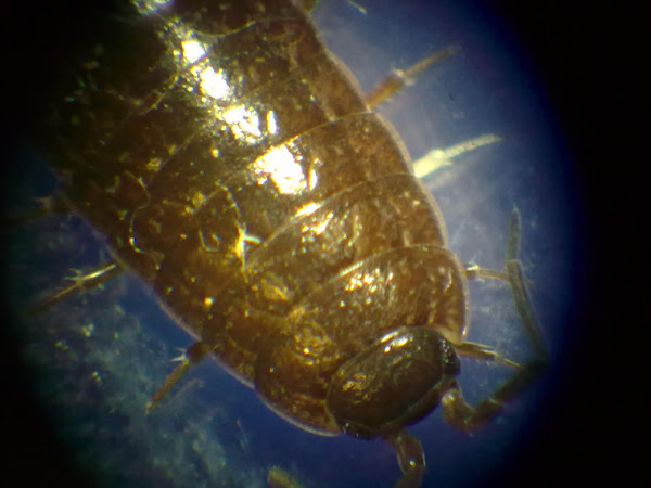 Bicho-de-conta; Tatuzinho | Project Noah