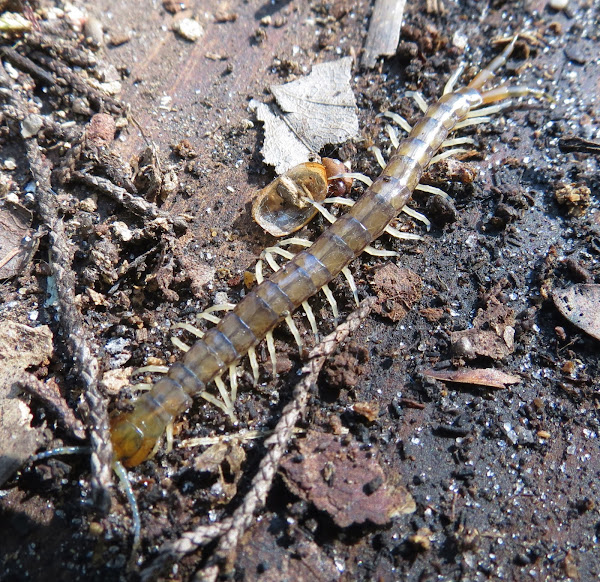 Florida blue centipede | Project Noah