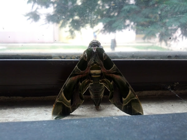Oleander Hawk Moth | Project Noah