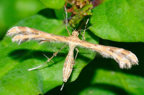 Plume Moth; Polilla Pluma | Project Noah