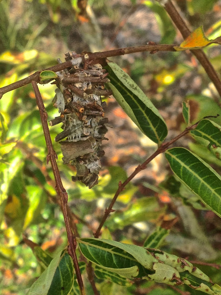 Abbot's Bagworm Moth | Project Noah