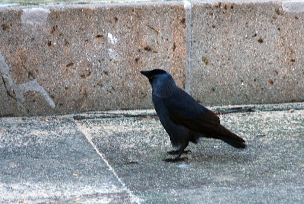 Western jackdaw | Project Noah