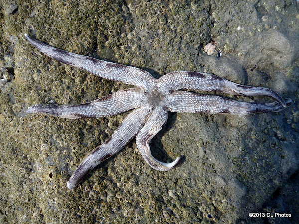 Starfish | Project Noah