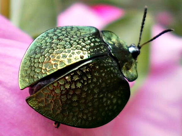 Tortoise Beetle | Project Noah