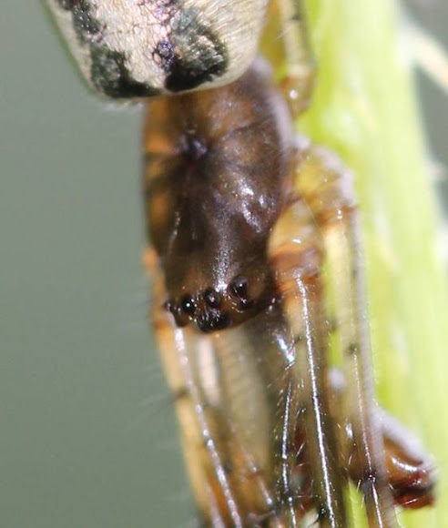 Long-jawed Spider | Project Noah