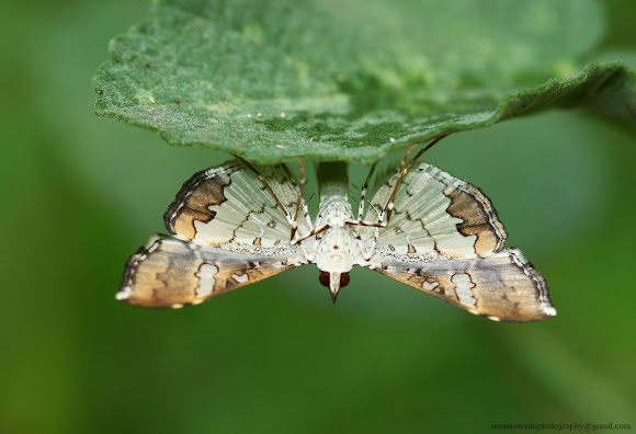 Bean Pod Borer Moth | Project Noah